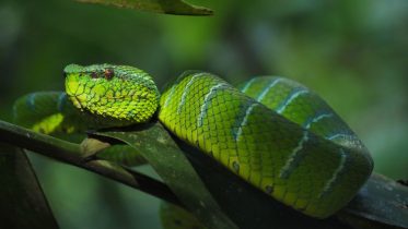 St Patrick & The Killer Snake - Irish Folklore Stories From Ireland
